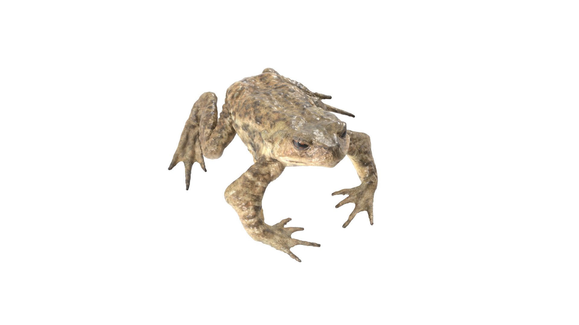 3D model Swimming Toad Rigged and Animated - TurboSquid 1978191