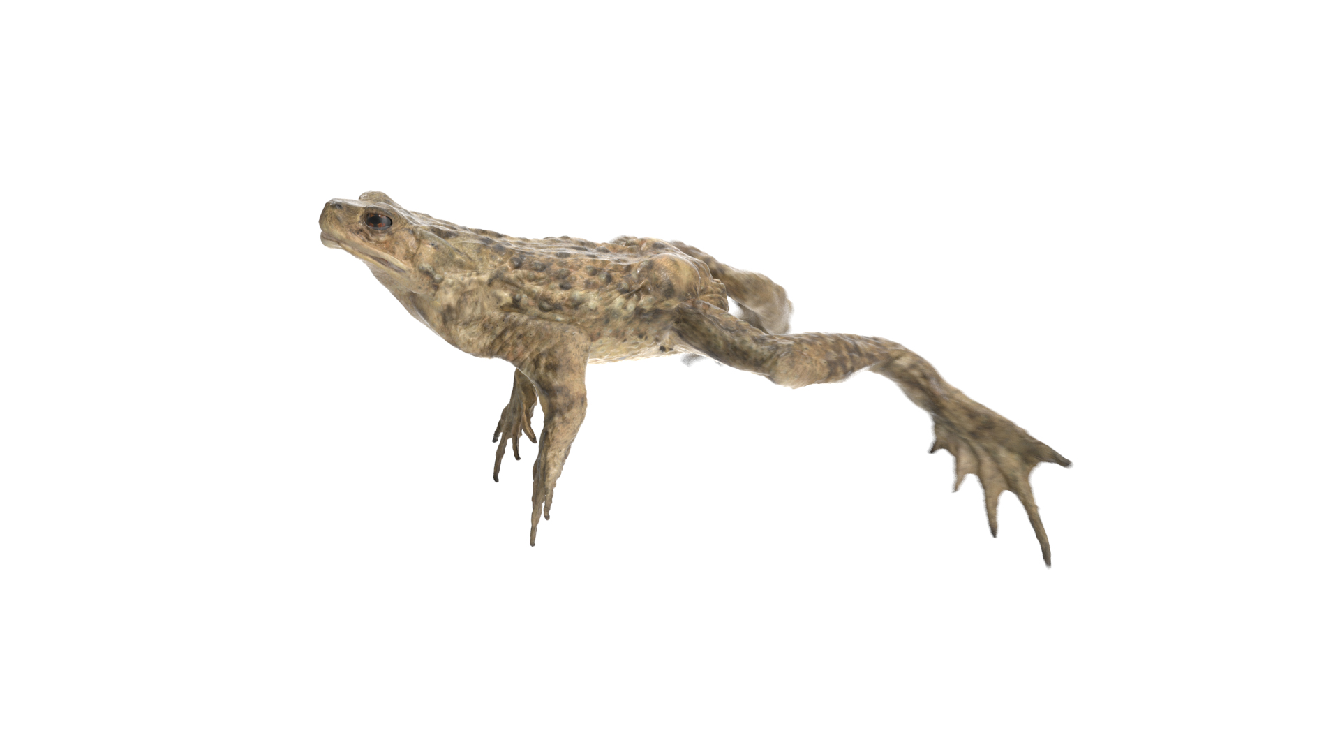 3D Model Swimming Toad Rigged And Animated - TurboSquid 1978191