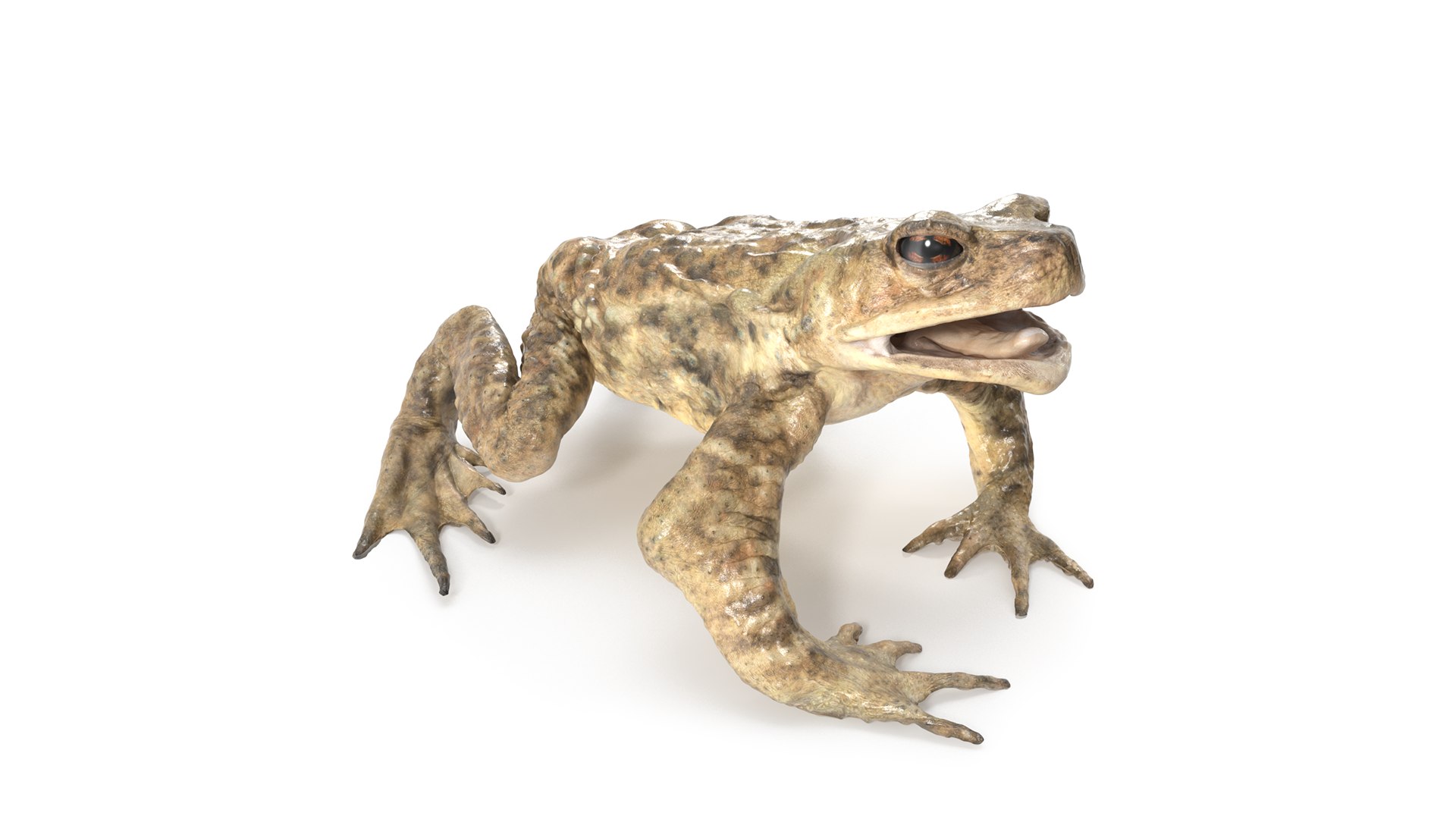 3D Model Swimming Toad Rigged And Animated - TurboSquid 1978191