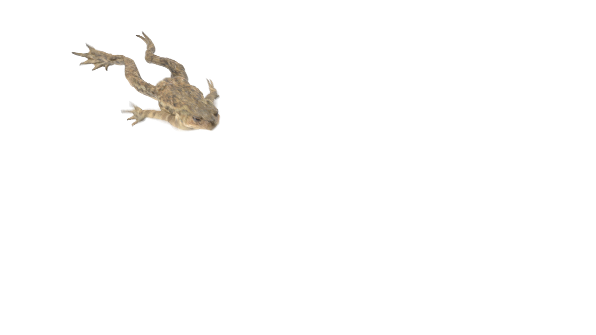 3D Model Swimming Toad Rigged And Animated - TurboSquid 1978191