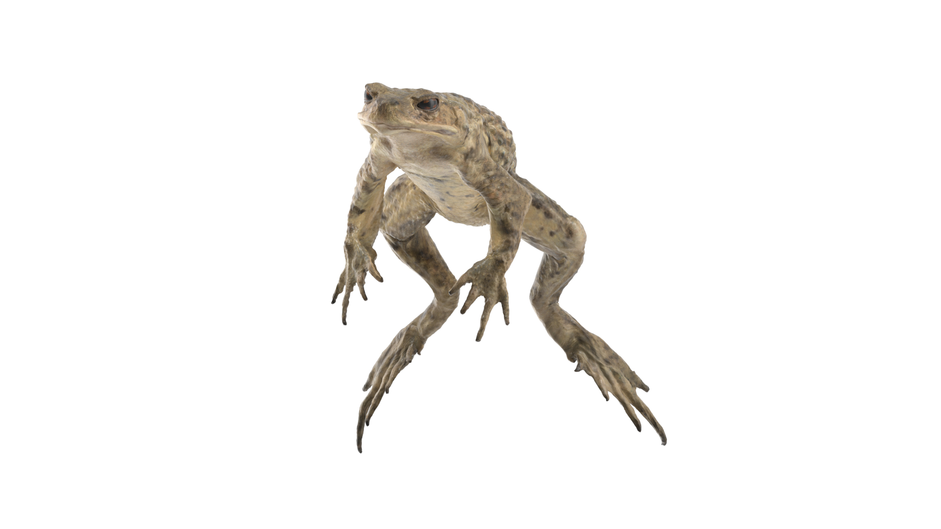 3D Model Swimming Toad Rigged And Animated - TurboSquid 1978191
