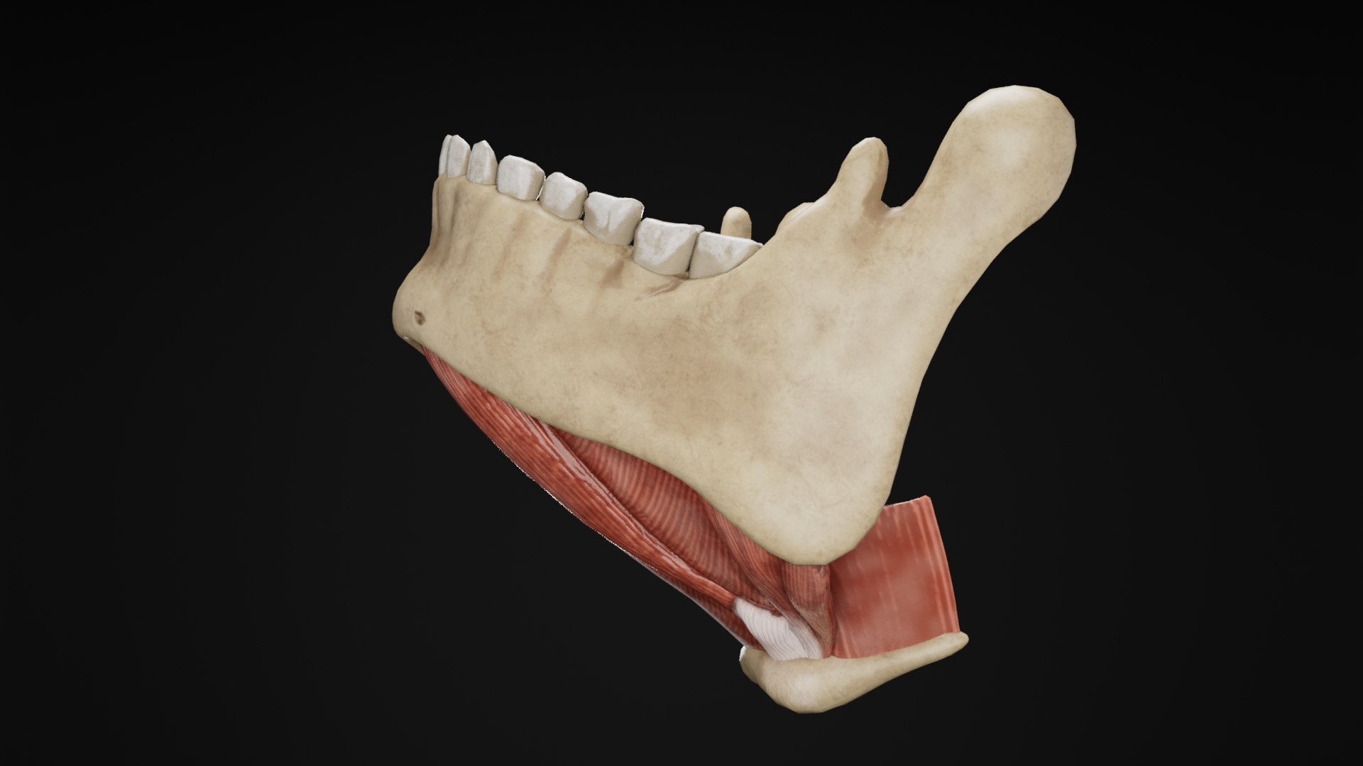 3D Human Anatomy-Muscular System-Floor Of Mouth-Superior And Inferior ...