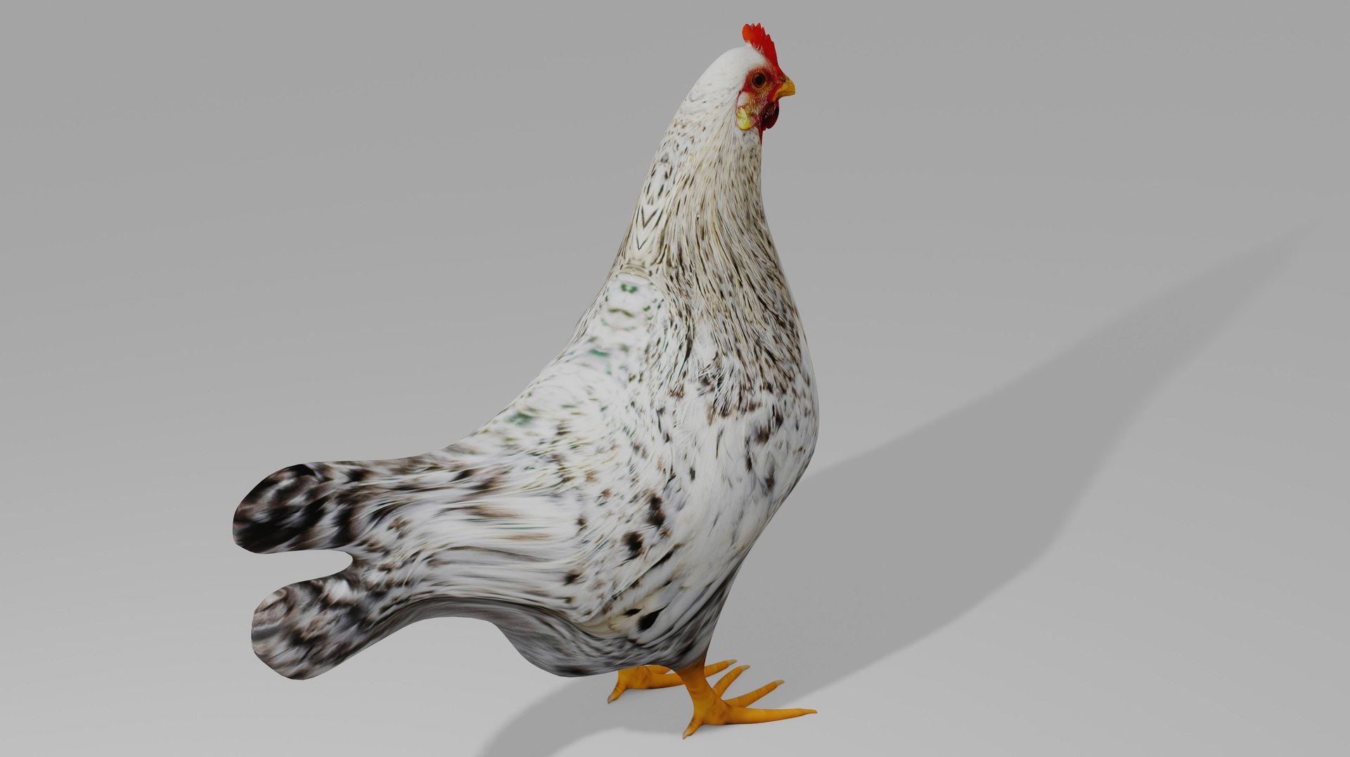 3D HEN OBJ - TurboSquid 2241782
