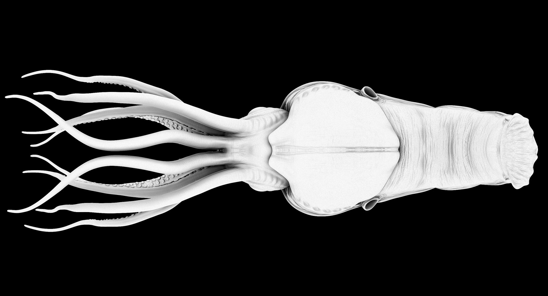 Squid creature model - TurboSquid 1271008