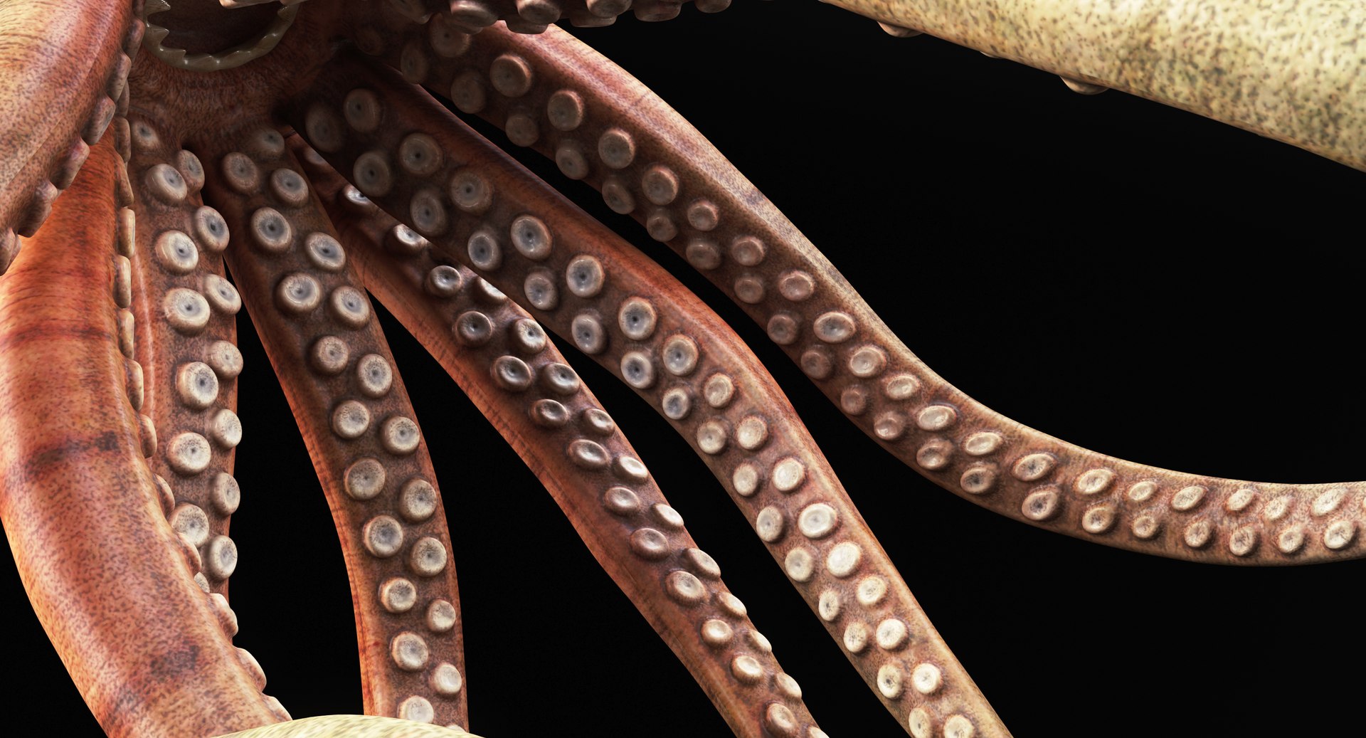 Squid creature model - TurboSquid 1271008