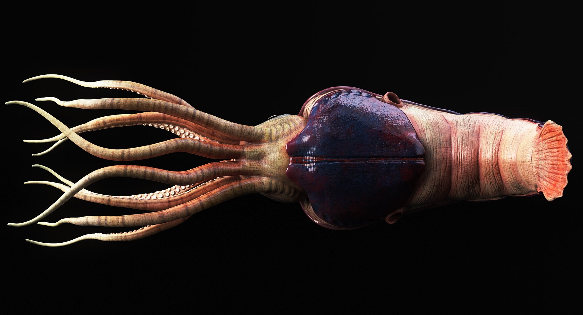 Squid Creature Model - TurboSquid 1271008