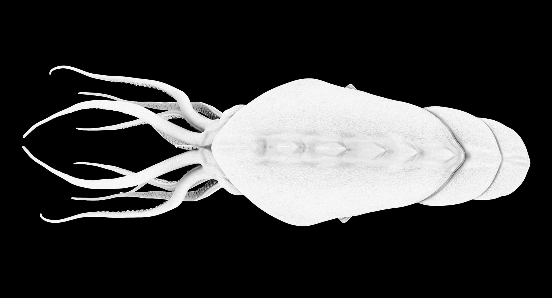 Squid creature model - TurboSquid 1271008