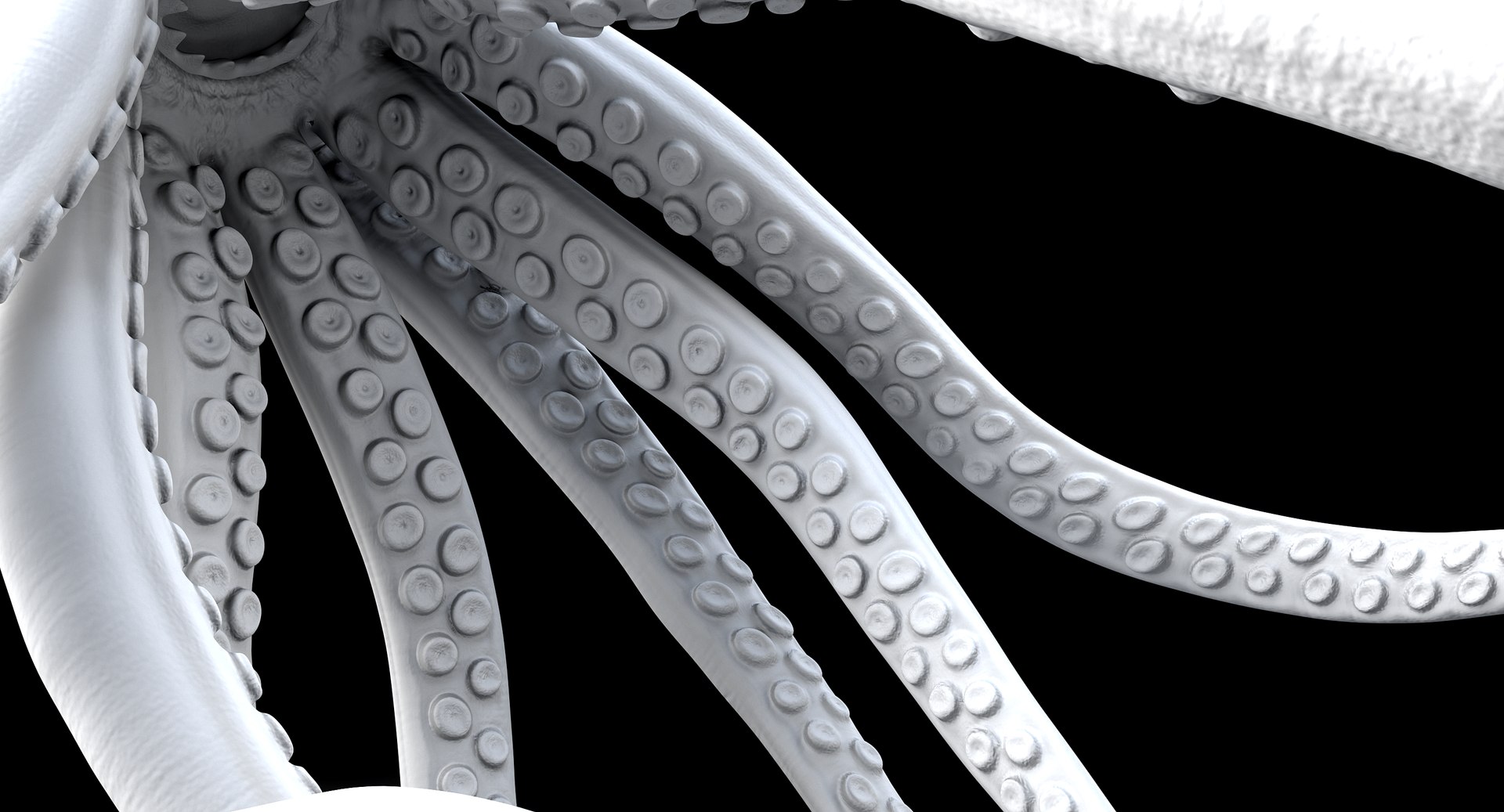 Squid creature model - TurboSquid 1271008