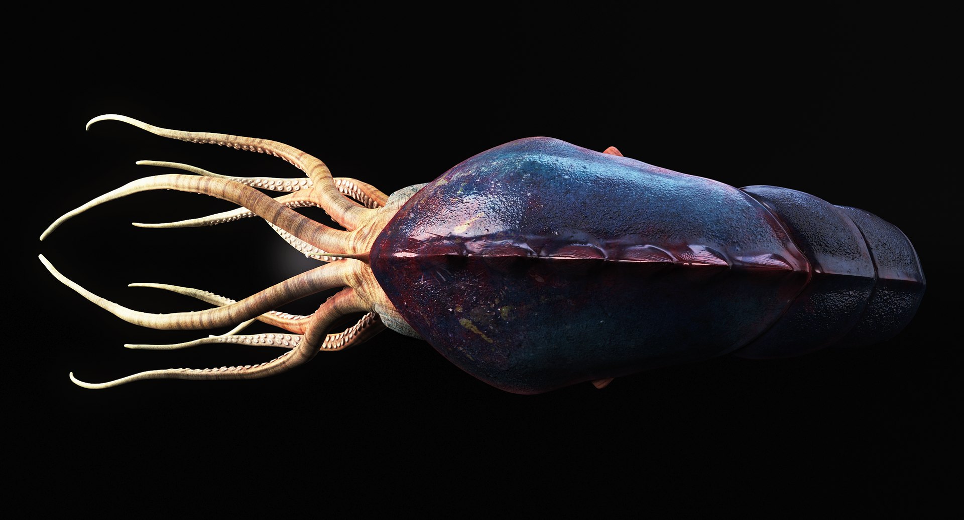 Squid Creature Model - TurboSquid 1271008