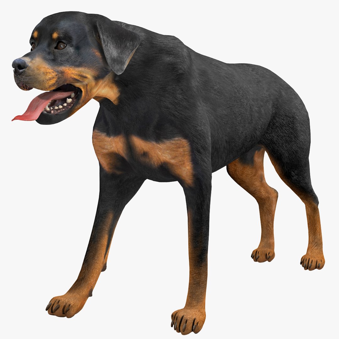 rottweiler rigged max