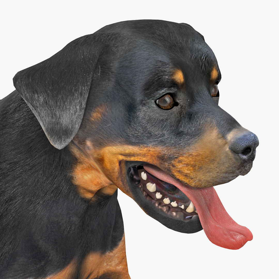 rottweiler rigged max
