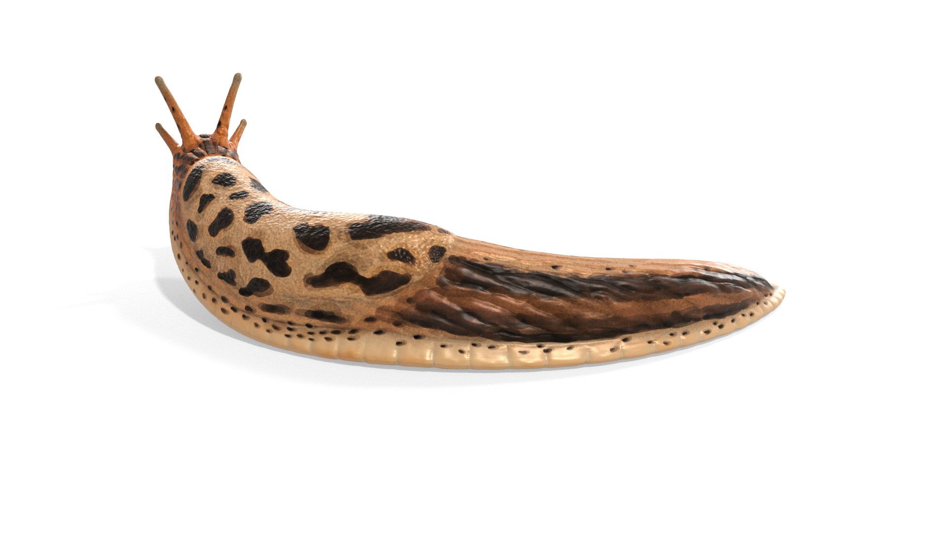 3D Leopard Slug model - TurboSquid 2044537