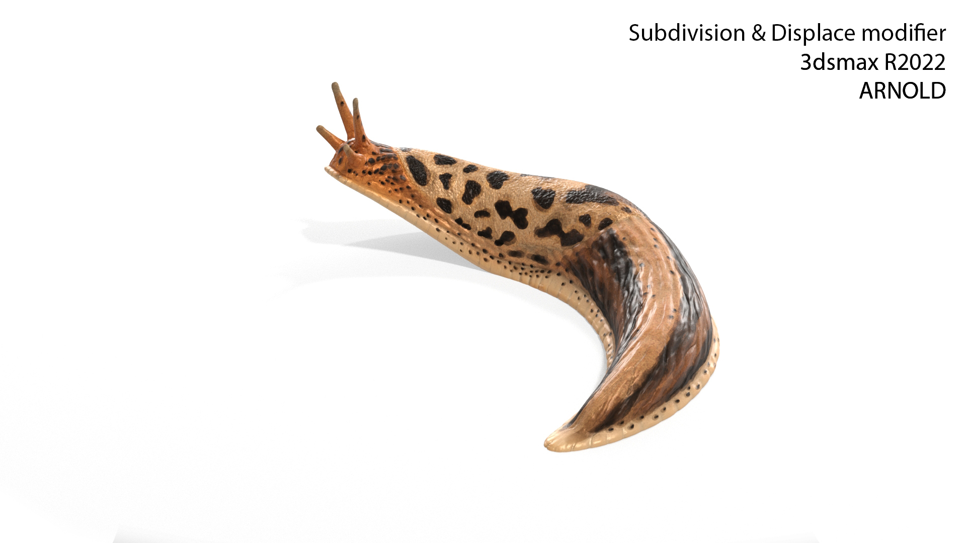 3D Leopard Slug model - TurboSquid 2044537