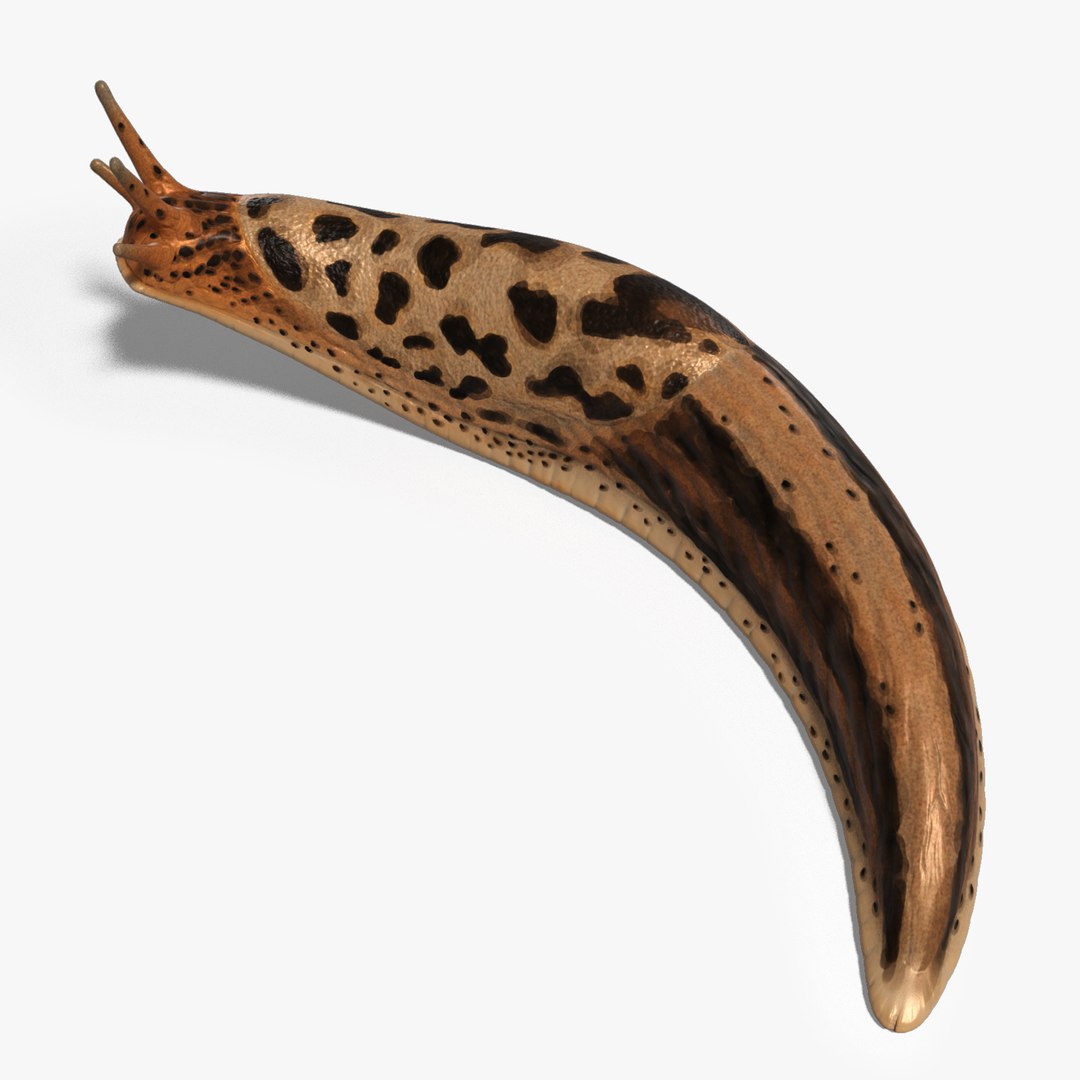 3D Leopard Slug model - TurboSquid 2044537