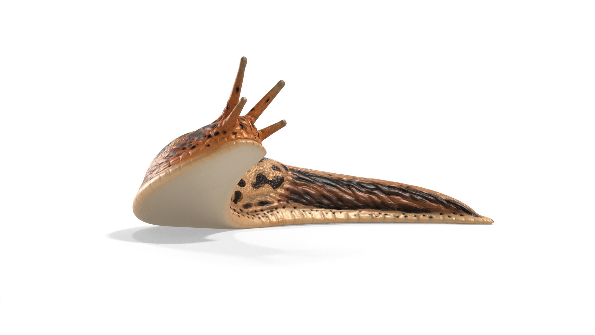 3D Leopard Slug model - TurboSquid 2044537