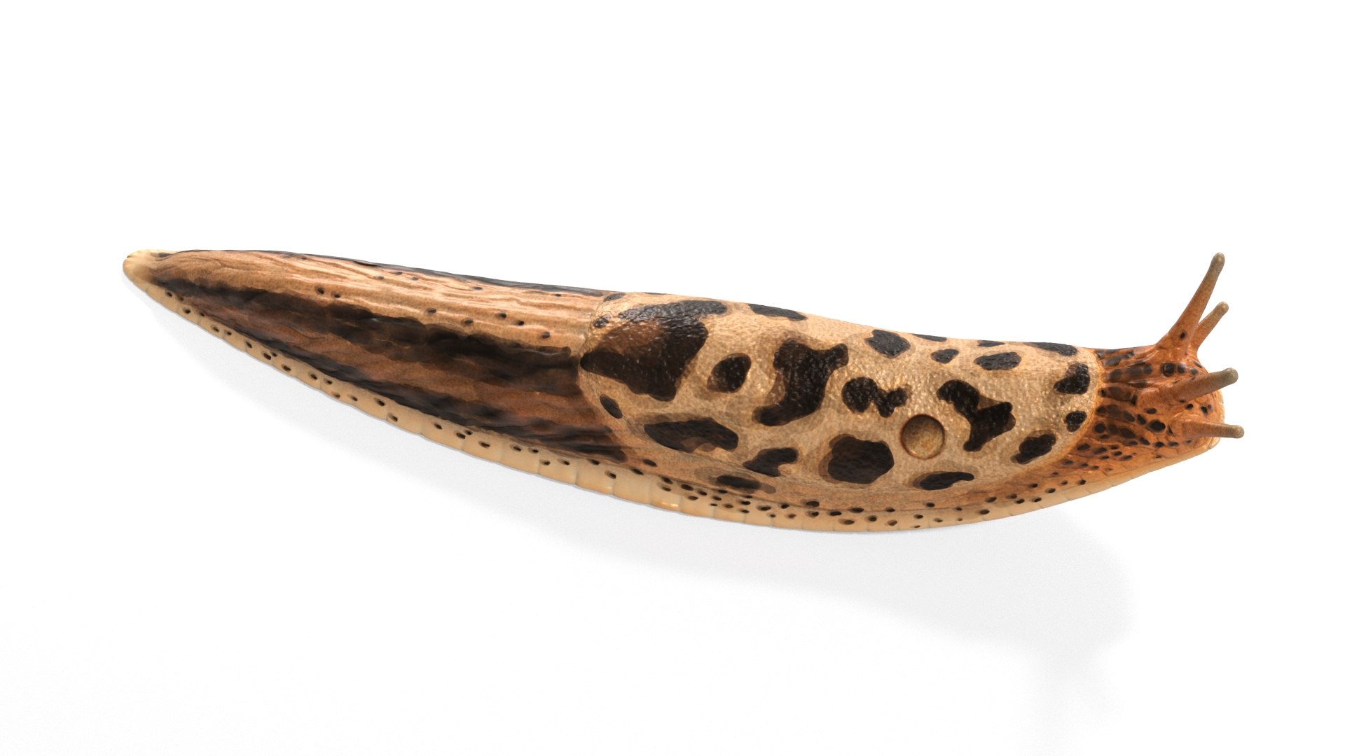 3D Leopard Slug model - TurboSquid 2044537