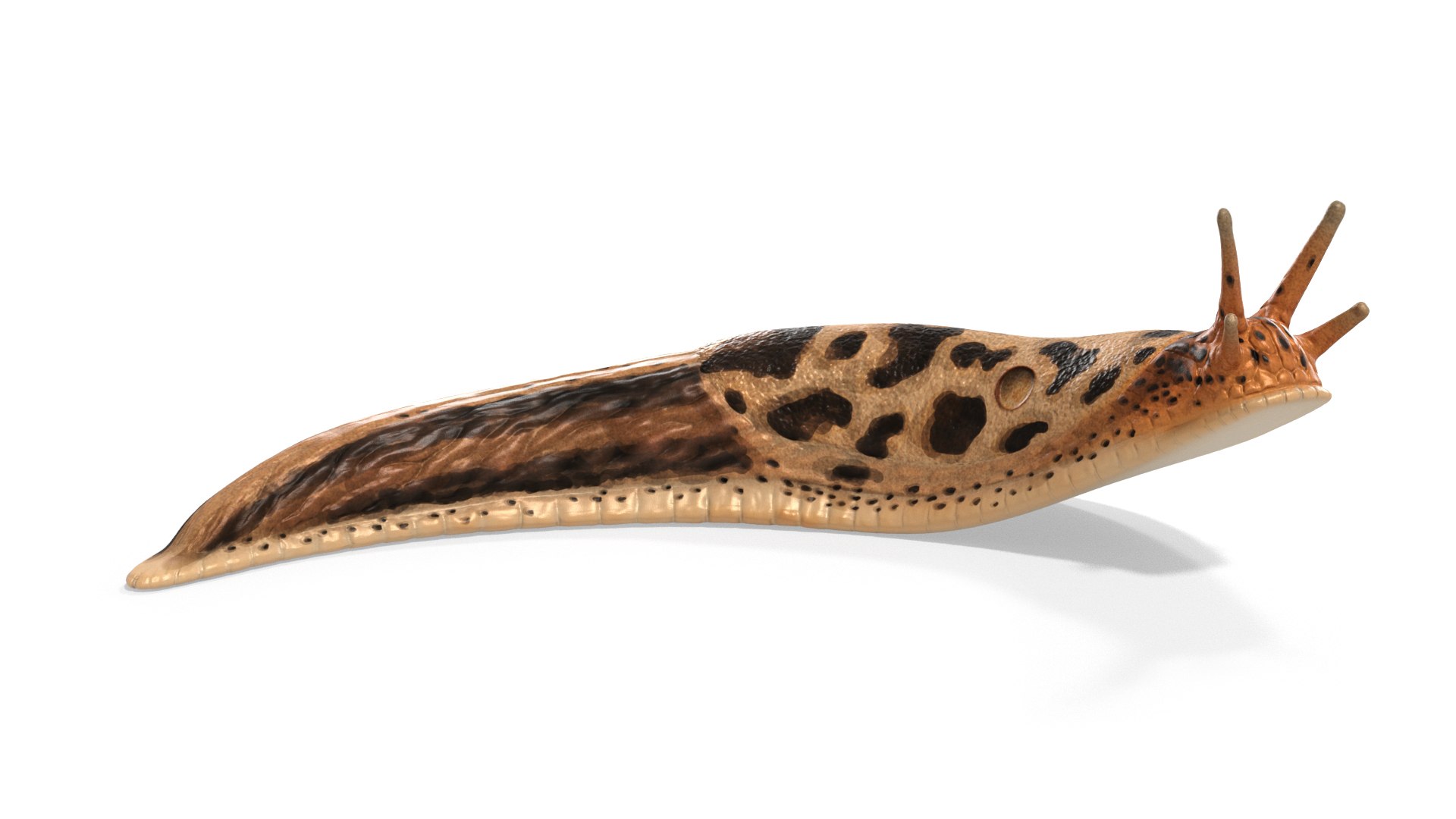 3D Leopard Slug model - TurboSquid 2044537