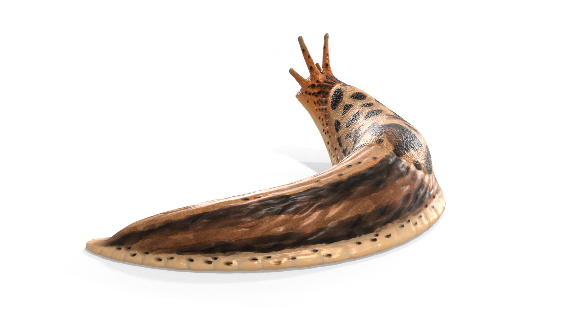 3D Leopard Slug model - TurboSquid 2044537