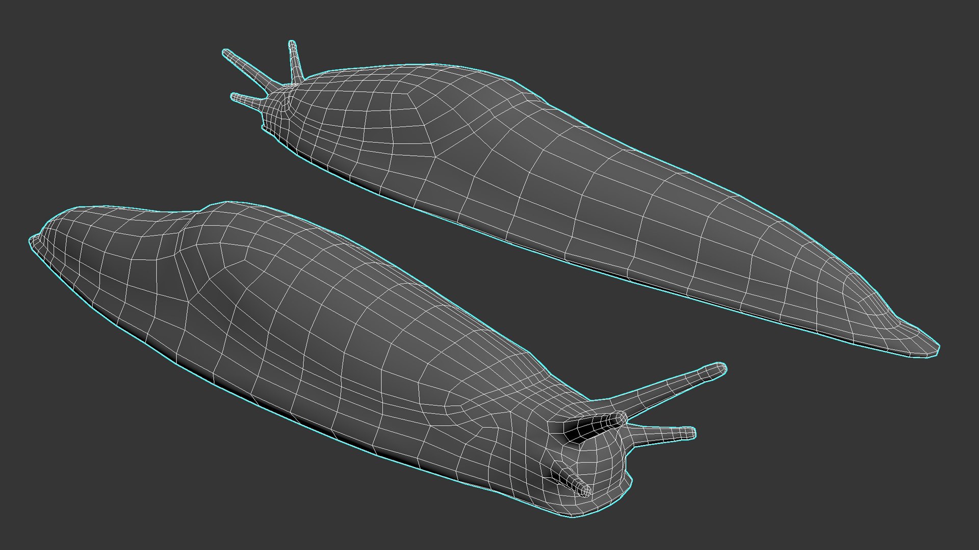 3D Leopard Slug model - TurboSquid 2044537