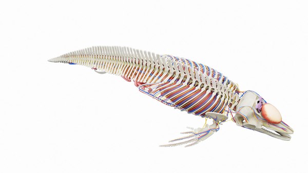 3D модель Коллекция дельфиновых акул и китов - TurboSquid 2097288