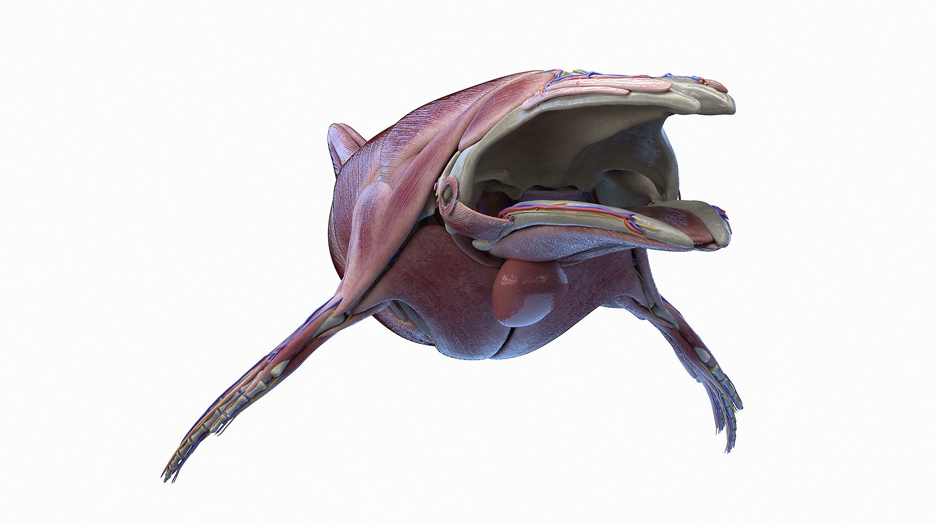 Dolphin Shark And Whale Collection 3D Model - TurboSquid 2097288