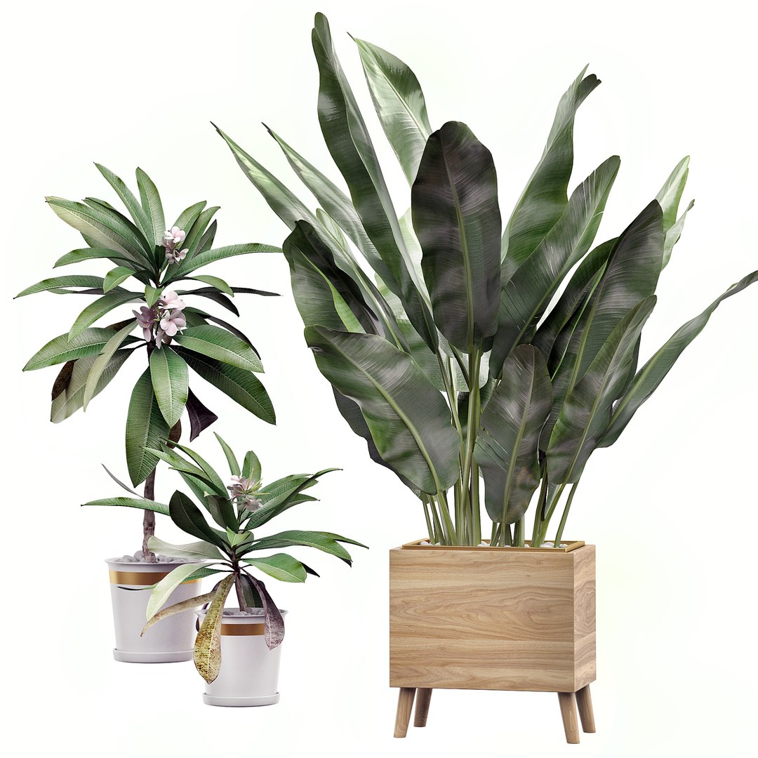 Potted plants set 31 model - TurboSquid 1562117