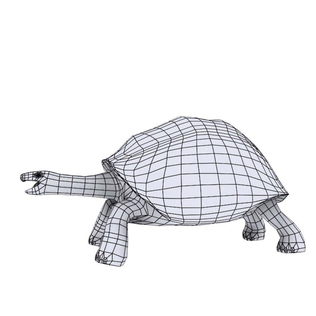 Tortoise 3D Model - TurboSquid 1162858