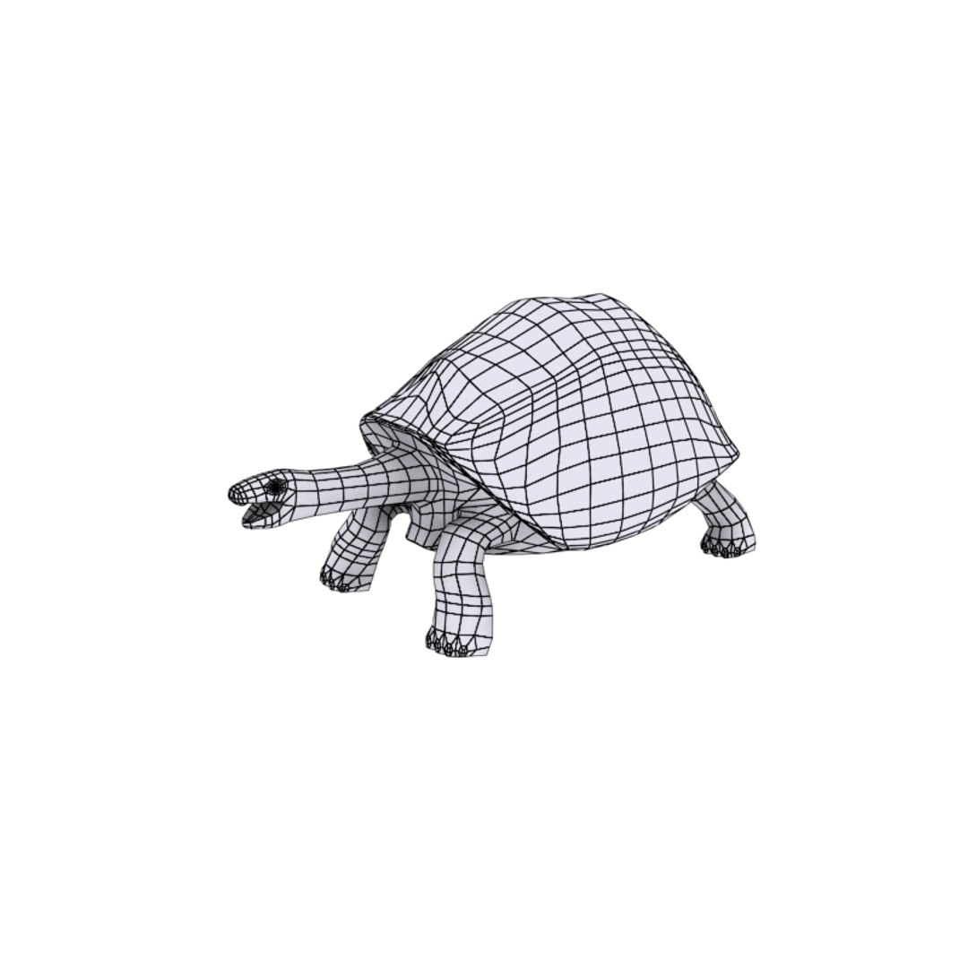 Tortoise 3D Model - TurboSquid 1162858
