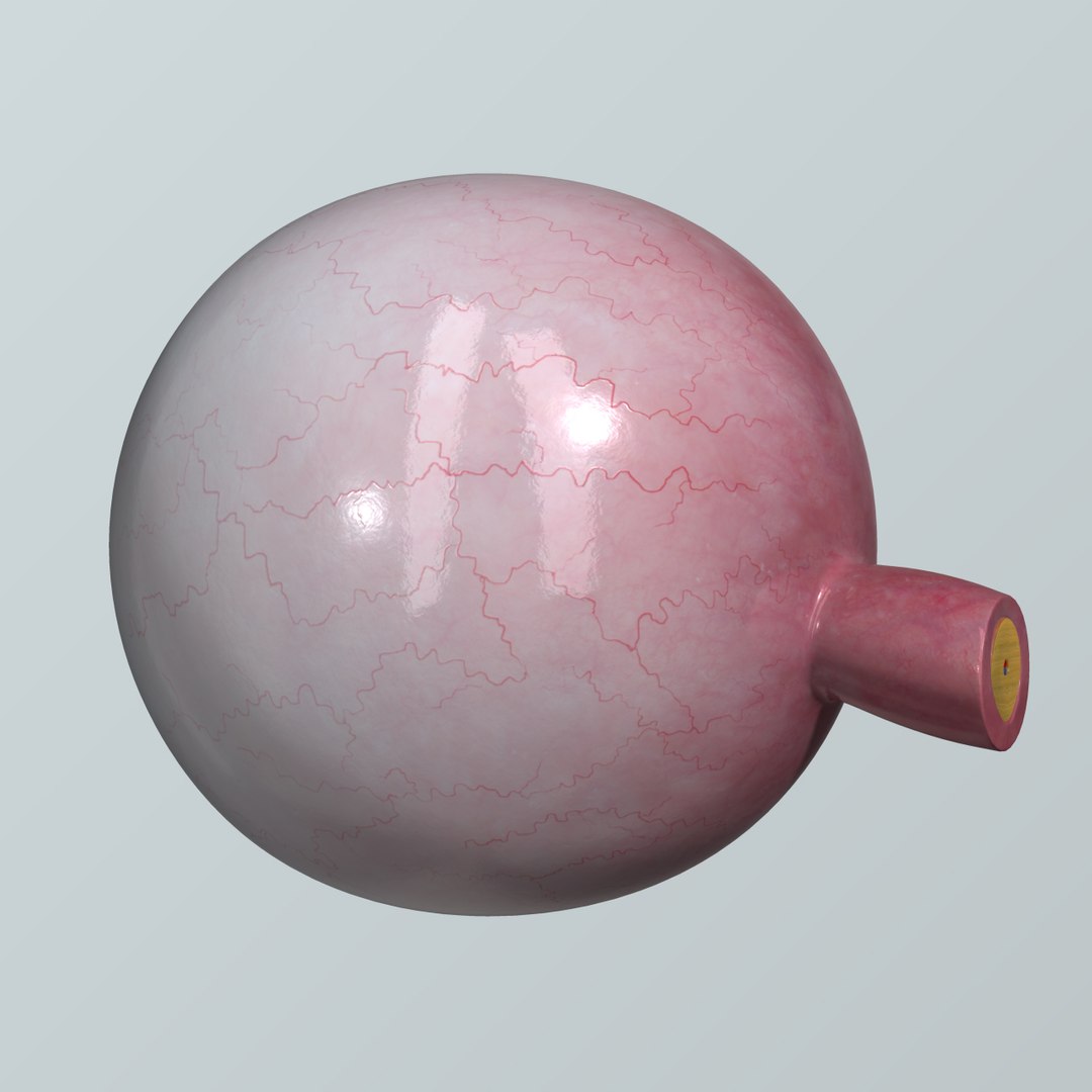 Max Human Eye Anatomy