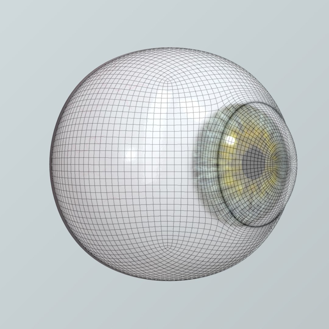 Max Human Eye Anatomy