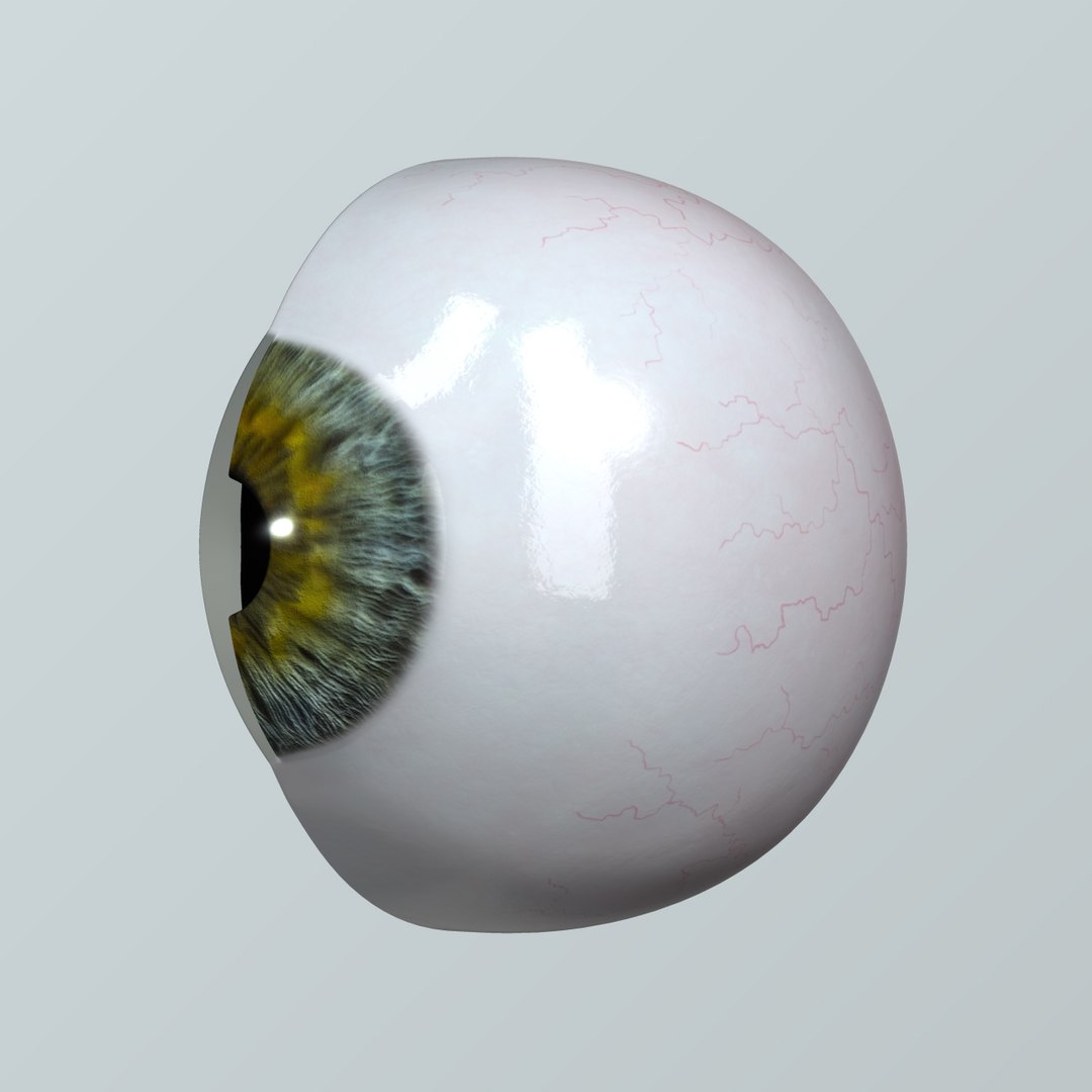 Max Human Eye Anatomy