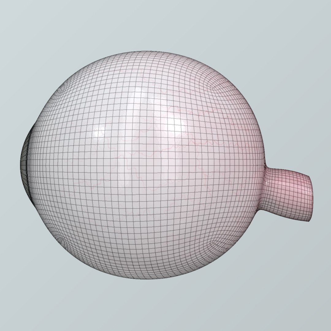 Max Human Eye Anatomy