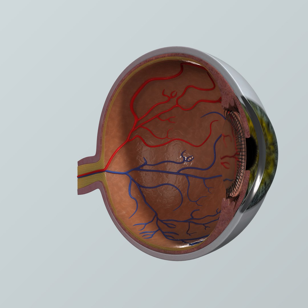 Max Human Eye Anatomy