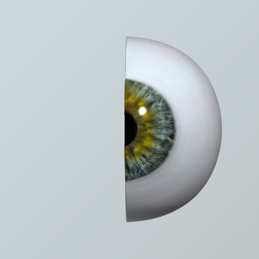 Max Human Eye Anatomy
