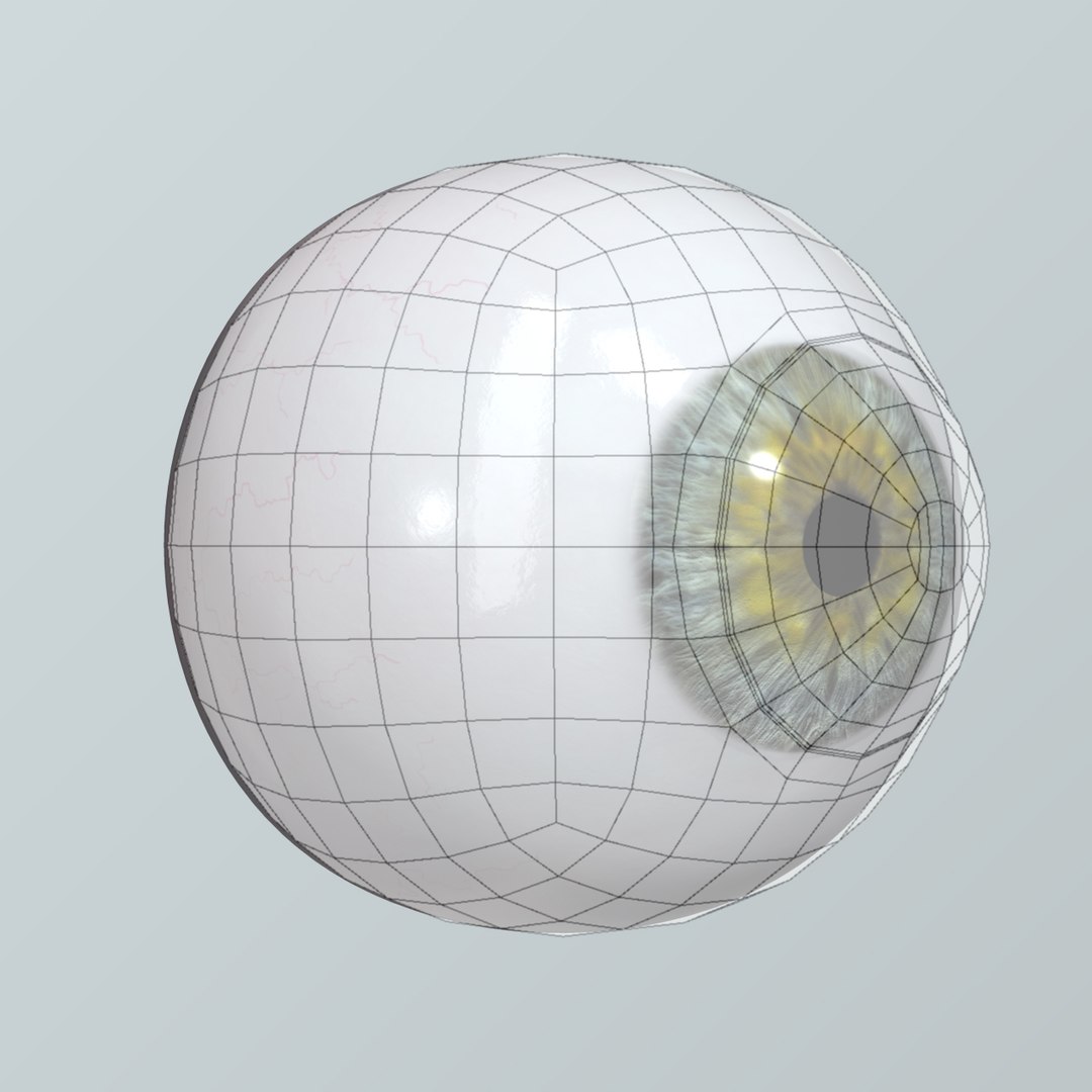 Max Human Eye Anatomy