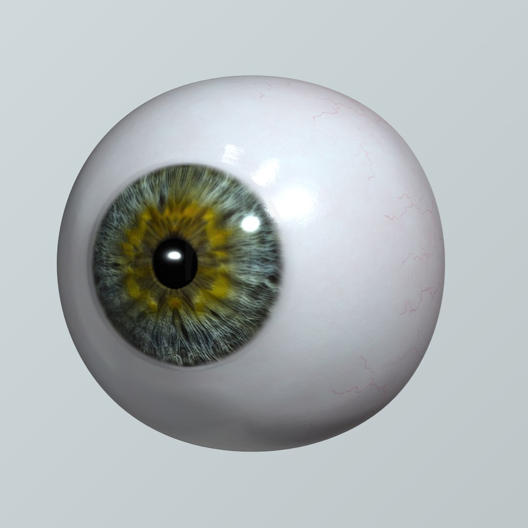 Max Human Eye Anatomy