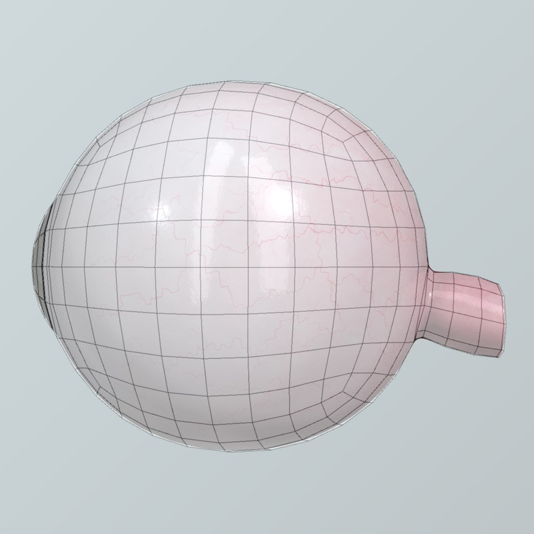 Max Human Eye Anatomy