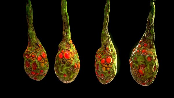 modelo 3d cuerpo dentro de capullo - TurboSquid 1184139