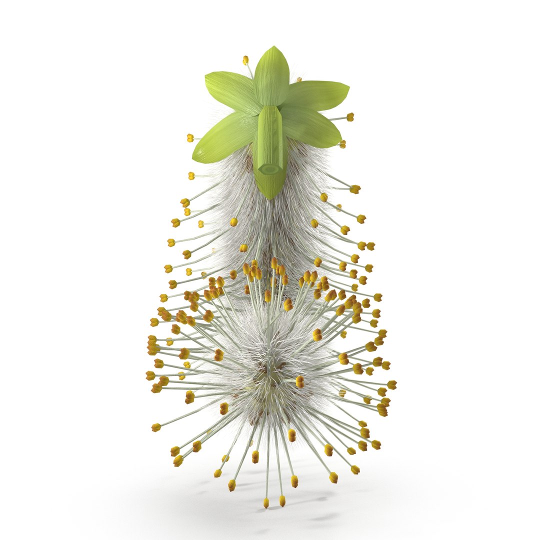 Salix Discolor V3 3D - TurboSquid 2216232
