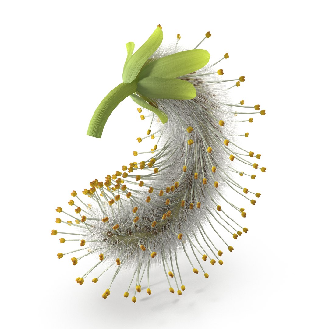 Salix Discolor V3 3D - TurboSquid 2216232