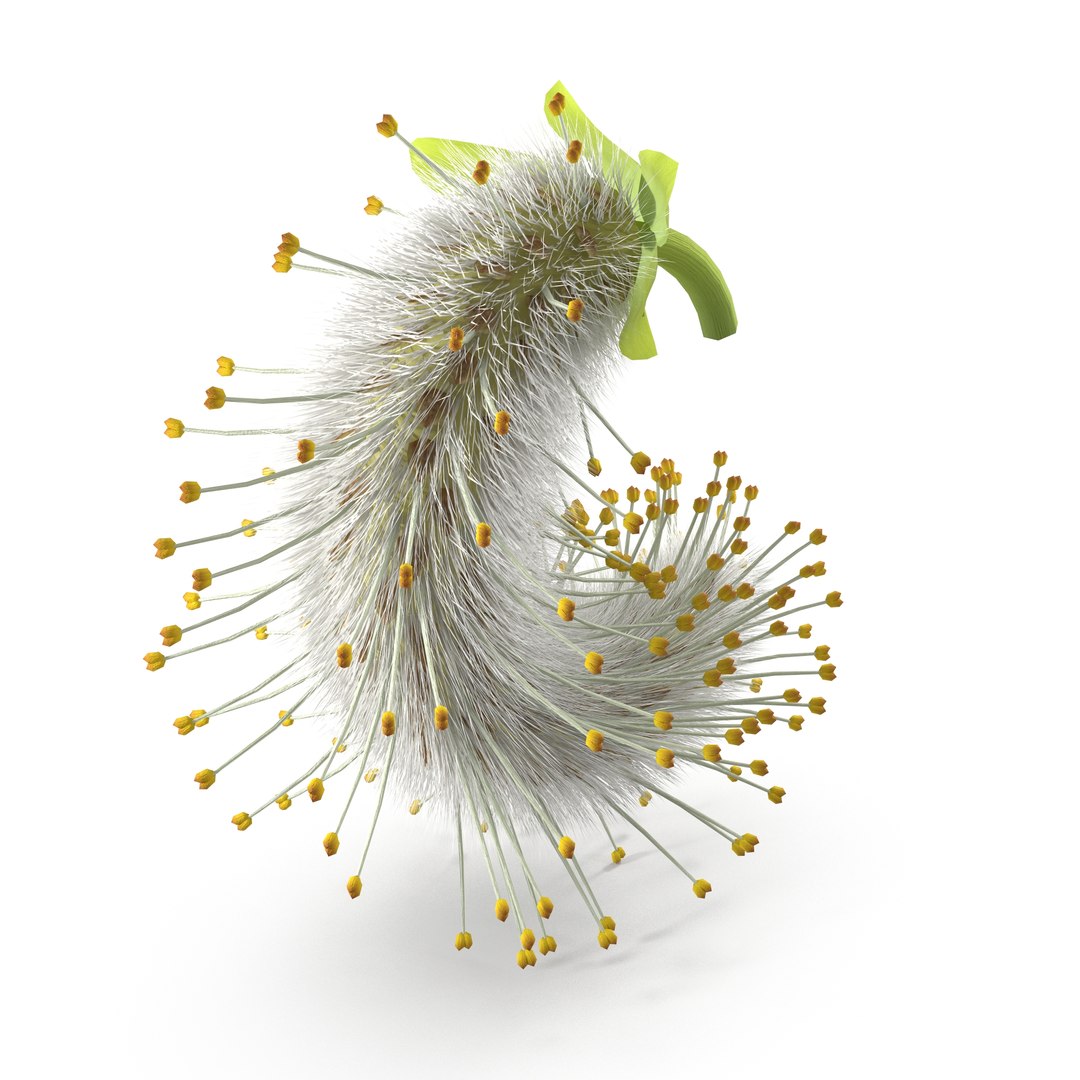Salix Discolor V3 3D - TurboSquid 2216232