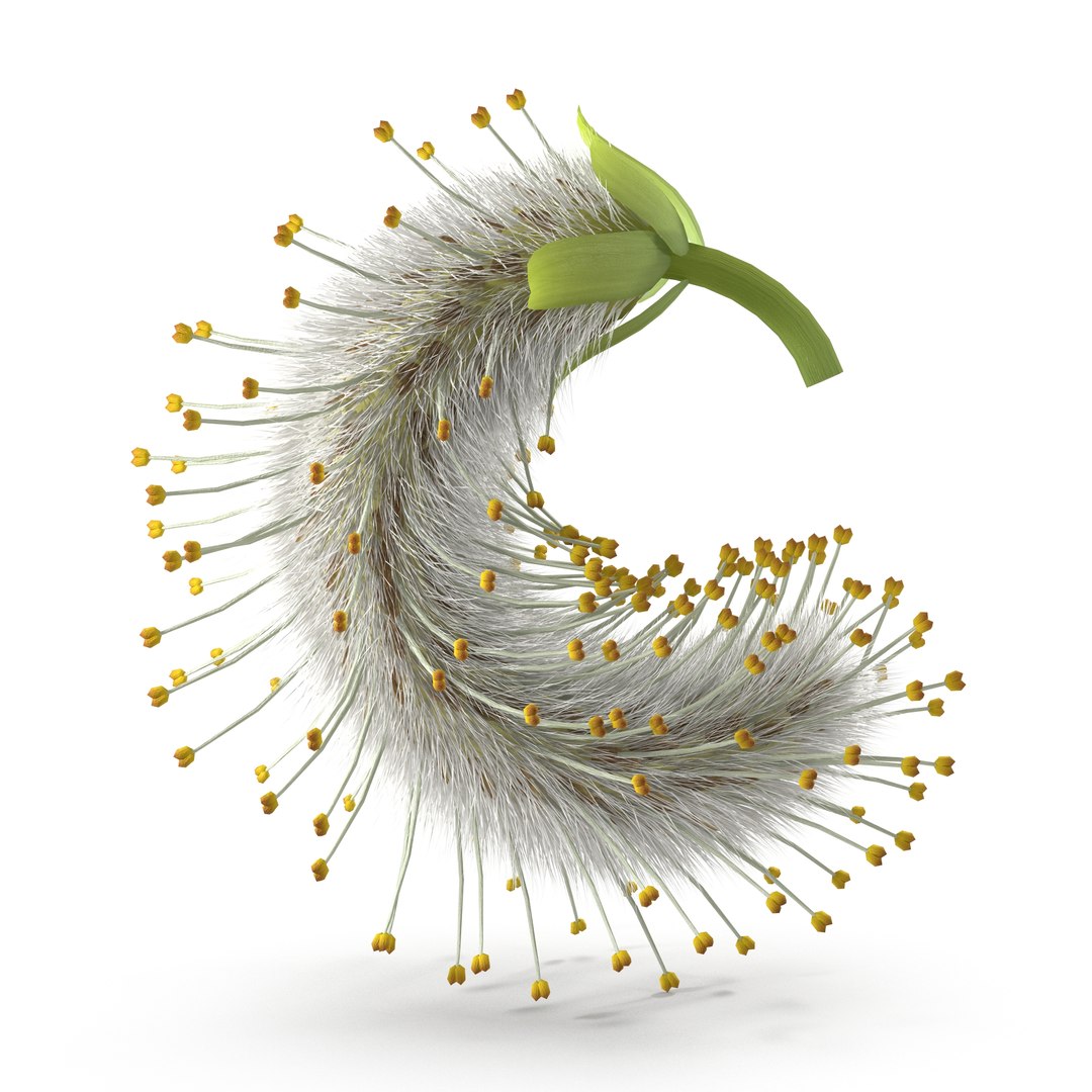 Salix Discolor V3 3D - TurboSquid 2216232