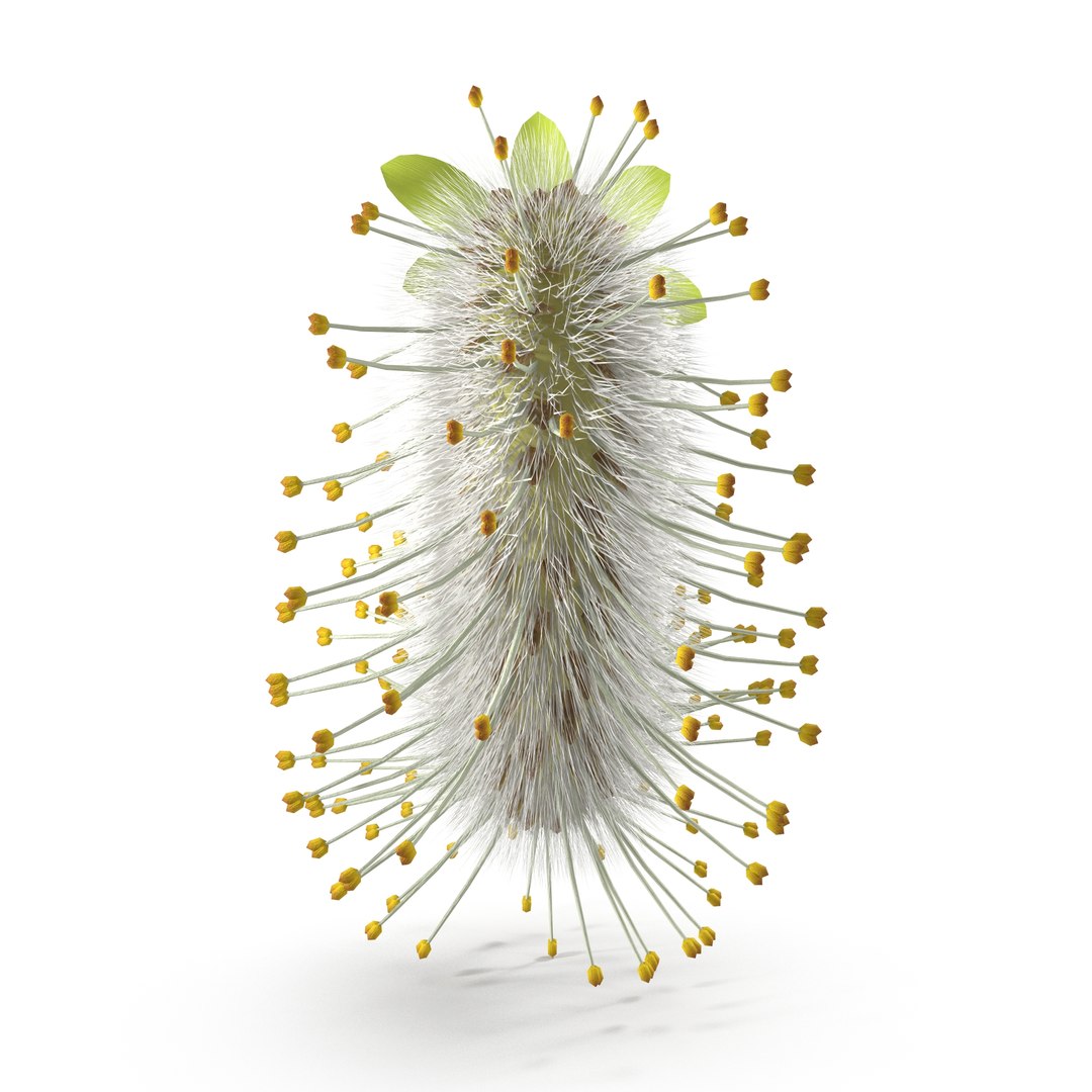 Salix Discolor V3 3D - TurboSquid 2216232