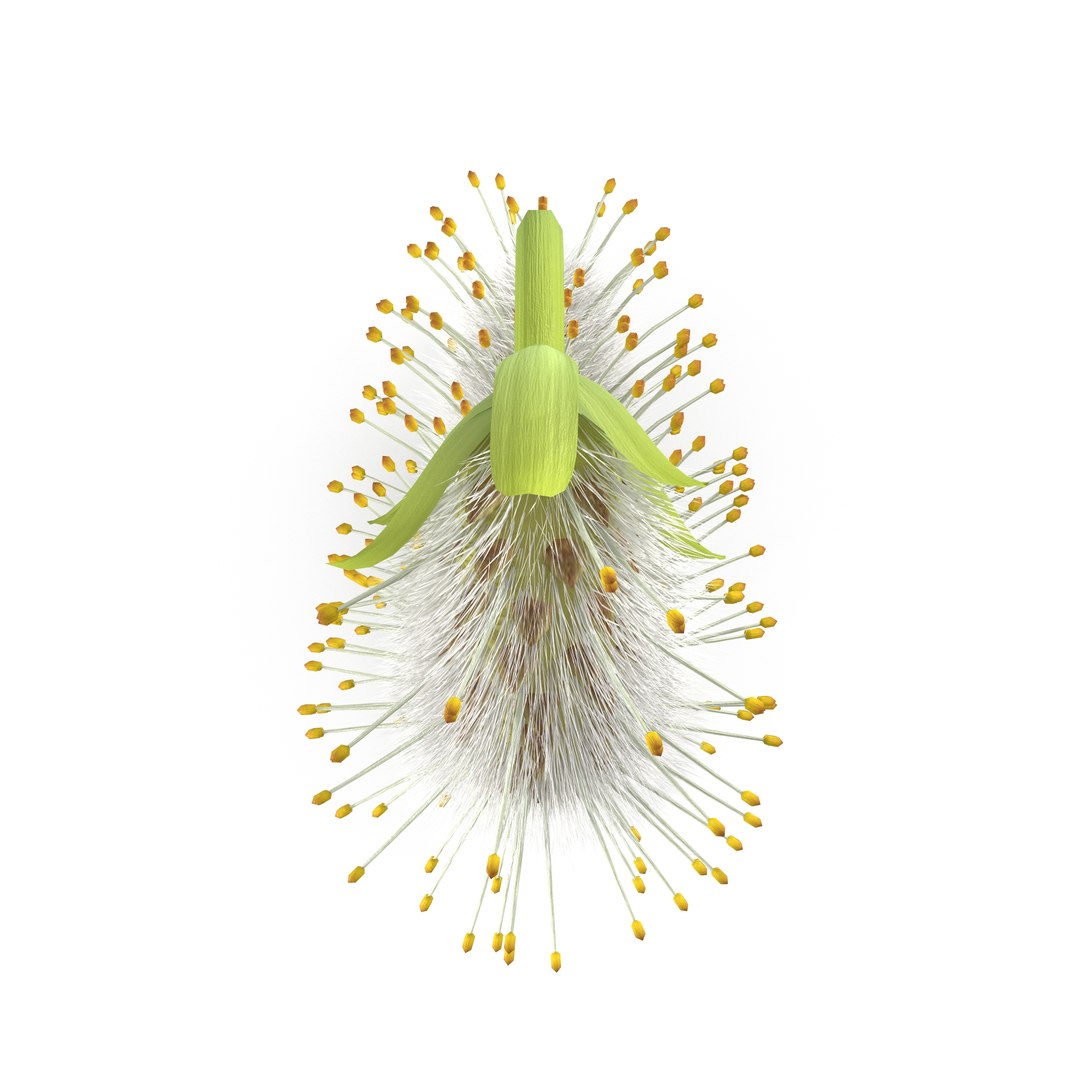 Salix Discolor V3 3D - TurboSquid 2216232