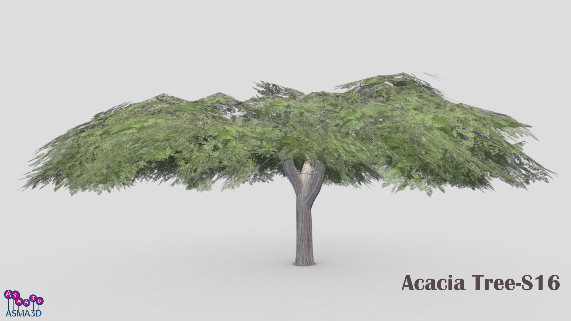 3D Acacia Tree-S16 Model - TurboSquid 2202554