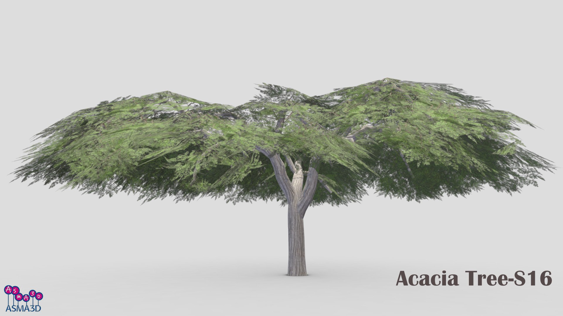 3D Acacia Tree-S16 Model - TurboSquid 2202554