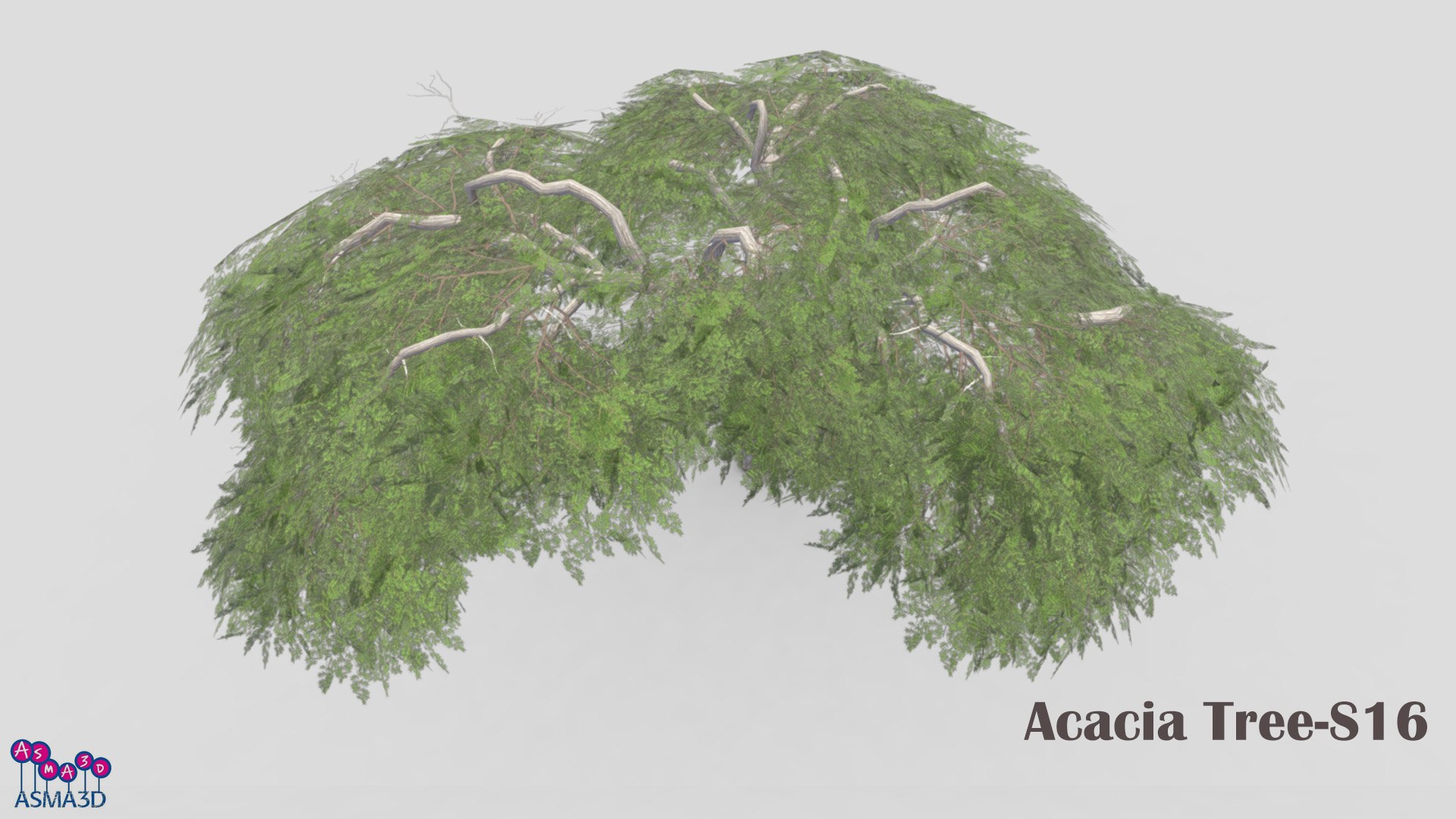 3D Acacia Tree-S16 Model - TurboSquid 2202554