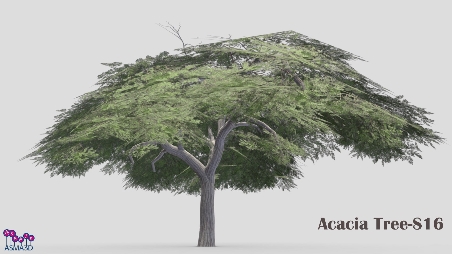 3D Acacia Tree-S16 Model - TurboSquid 2202554