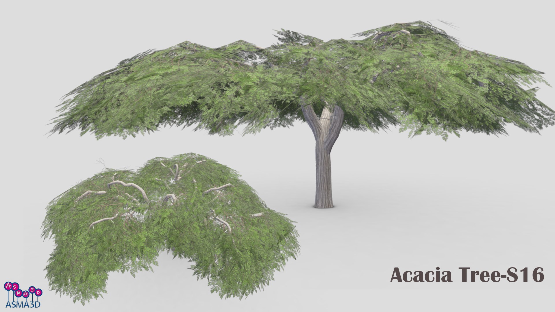3D Acacia Tree-S16 Model - TurboSquid 2202554