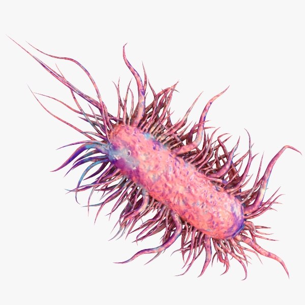 Escherichia Coli 3D Models for Download | TurboSquid